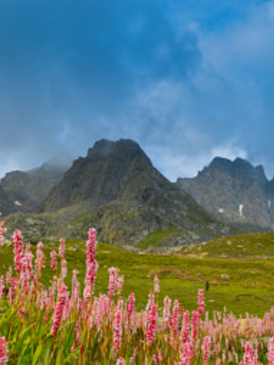 Flower Valleys in India | Scenic flower valleys in India that should be ...