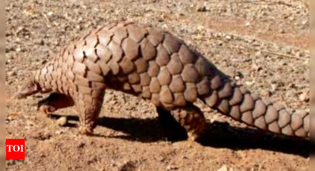Poaching, trading in pangolins goes unabated: Study | Chennai News ...