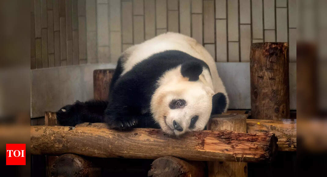 Japan bids farewell to four pandas returning to China - Times of India
