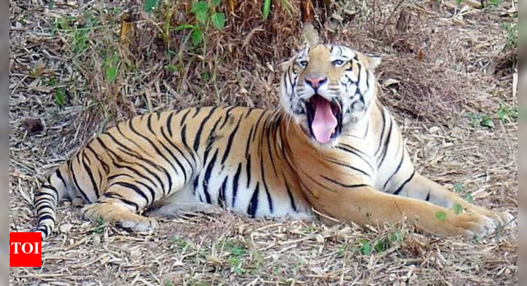 Days after tiger kills villager, another spotted near Pilibhit Tiger ...