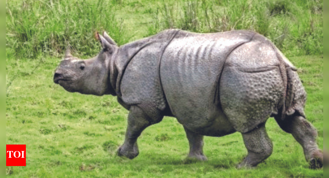 State To Increase Greater 1-horned Rhinos Population By 3% Annually ...