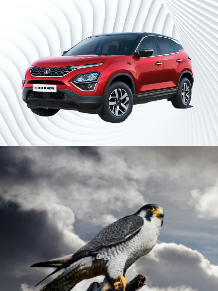 12 animal inspired cars/bikes in India: Cheetah-inspired XUV700 to ...