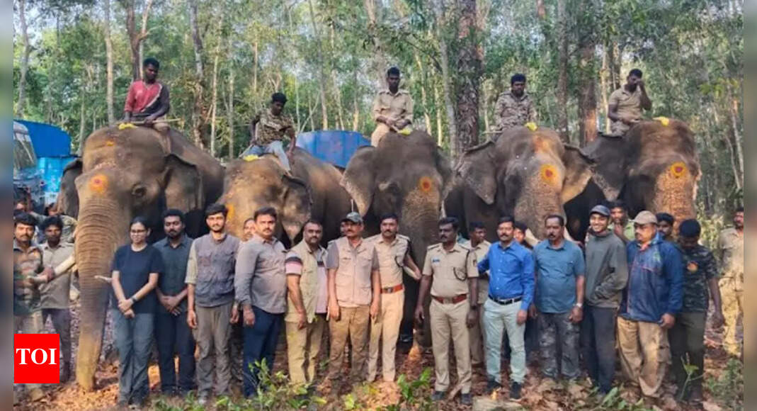 Operation to capture elephant that killed two begins in Karnataka's ...