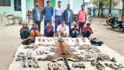 Tamil Nadu: Poachers nabbed in Tamil Nadu's Sathyamangalam Tiger ...