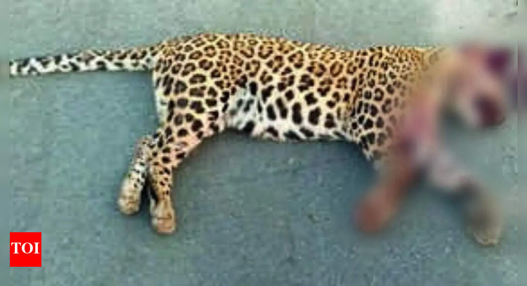 Pune-Bengaluru highway becomes death trap for wild animals | Hubballi ...