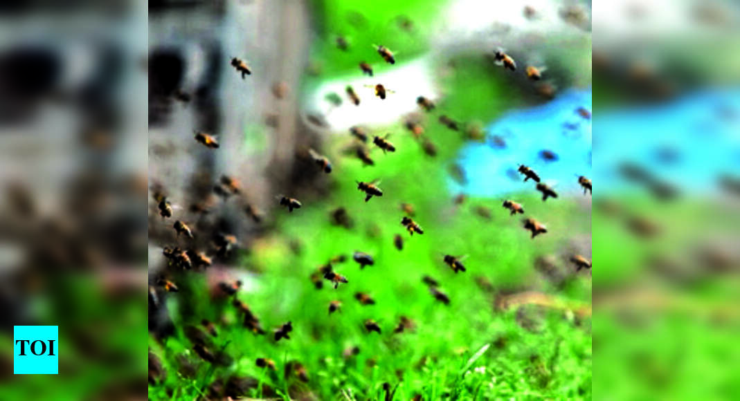 National Bee Board: Damoh To Get First Honey Testing Laboratory Of ...