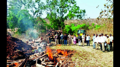 Decaying bodies of 6 dead gaurs found over past 4 days in Maharashtra ...