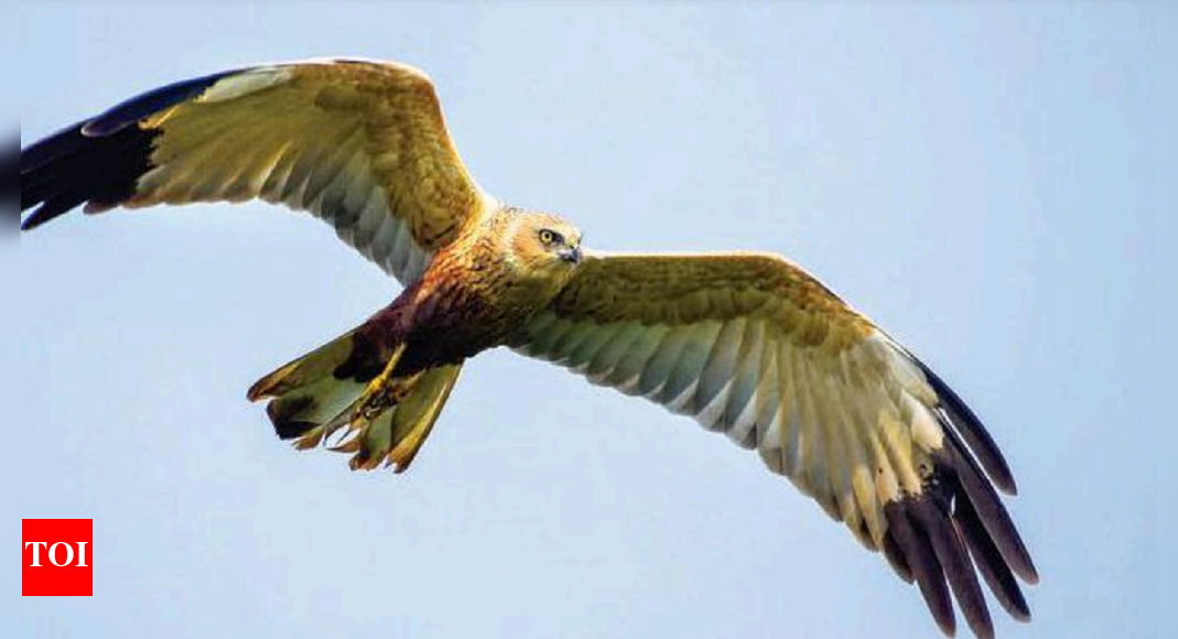 Many migratory birds give Goa a miss this season | Goa News - Times of ...