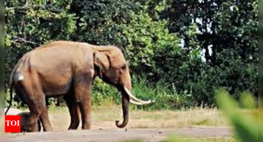 Rogue elephant kills 4 more in Ranchi, death toll mounts to 9 | Ranchi ...