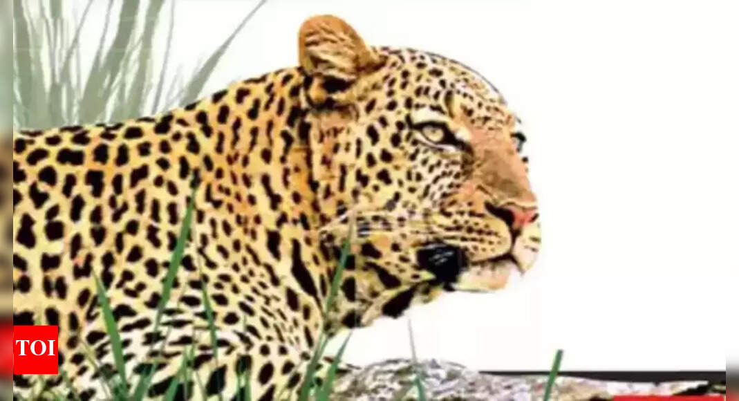 Bijnor: Leopard Captured In Bijnor Dist | Meerut News - Times of India