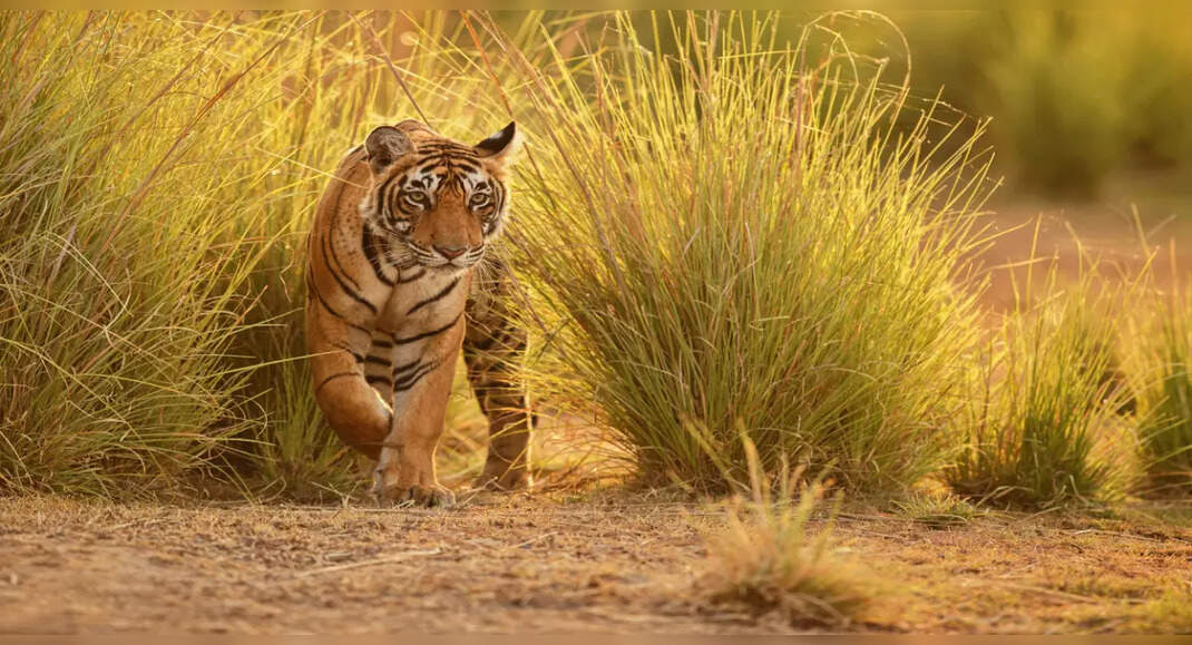 Bihar tourism - beautiful photos of the state | Times of India Travel