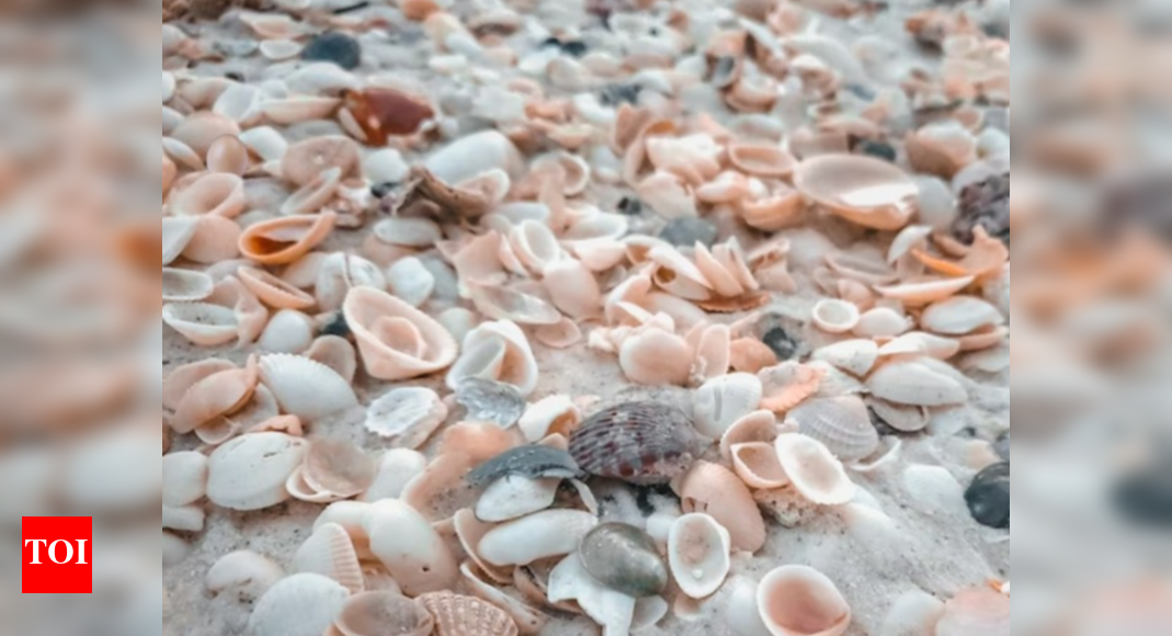 Can you spot the egg among these shells in 10 seconds? - Times of India