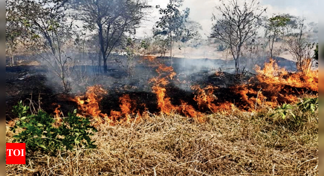 Maharashtra: Forest fires this February up 100% in Maharashtra amid ...