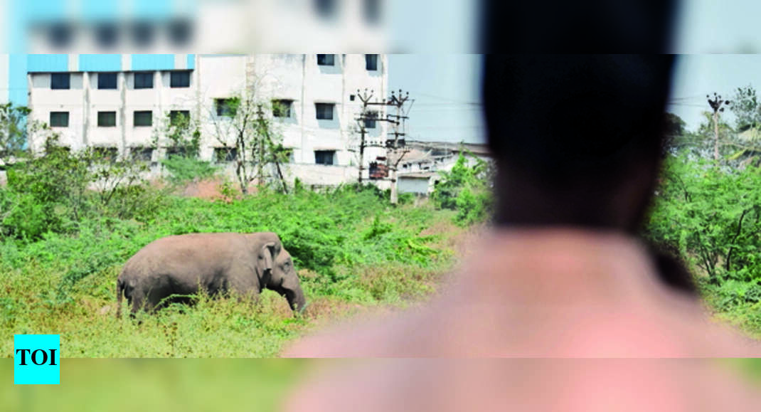 Elephant Attacks Man, Damages Forest Dept Vehicle | Coimbatore News ...