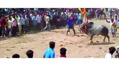 Spectator Gored To Death By Bull | Salem News - Times of India