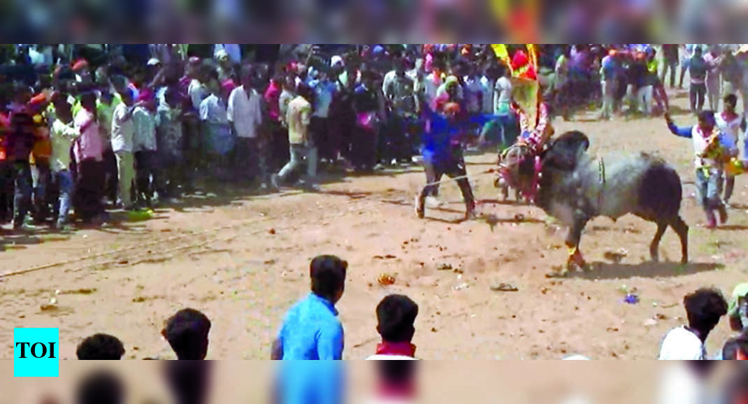 Spectator Gored To Death By Bull | Salem News - Times of India