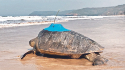 2 More Olive Ridley Turtles Satellite Tagged In Ratnagiri | Navi Mumbai ...