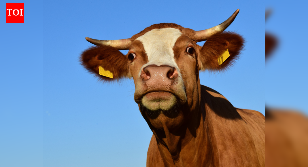 Mad cow disease: Can it be fatal for humans?