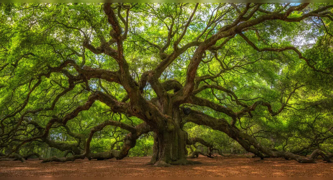 Worlds Most Magnificent Trees Times Of India Travel