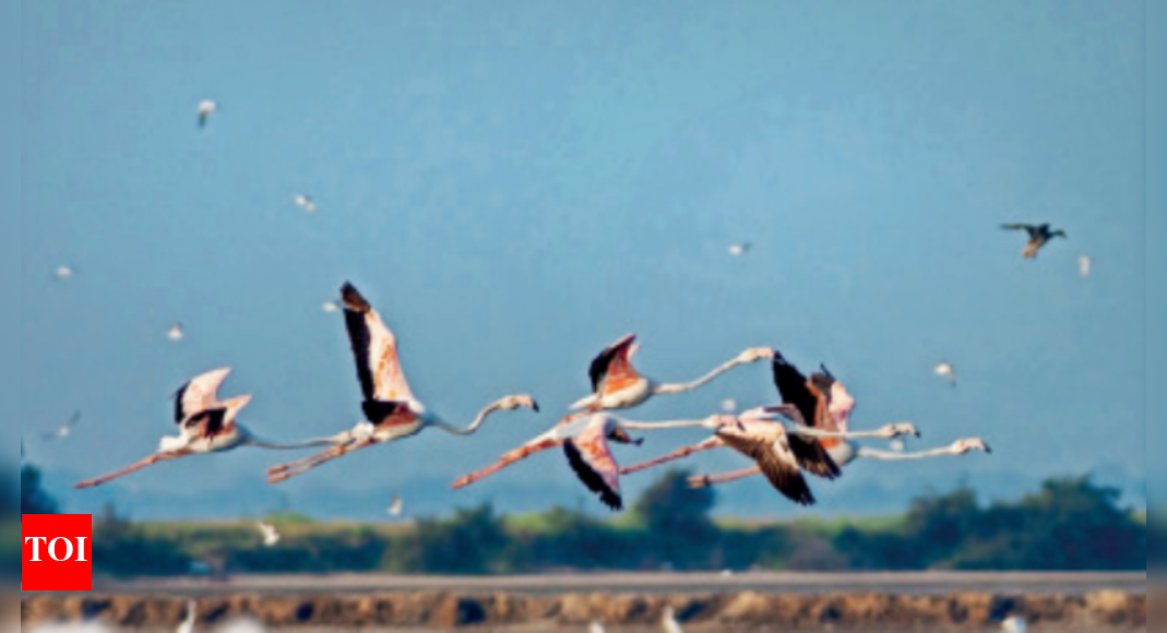 Chennai has 126 bird species in its backyard, finds census | Chennai ...