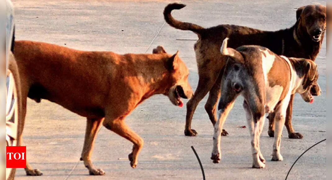 Clear enumeration, skilled vets and more ABC centres key to solving dog ...