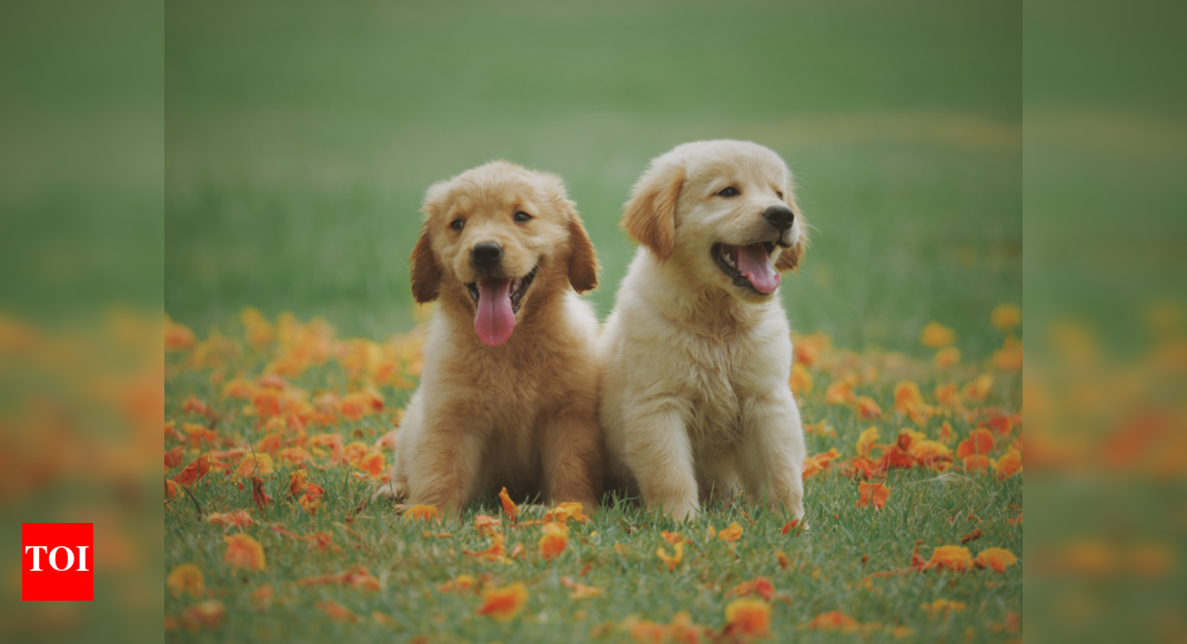 5 reasons why having a dog can improve your overall health - Times of India