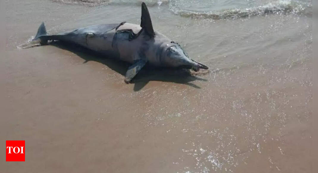 Dolphin carcass washed ashore at Karnataka's Tannirbhavi beach ...