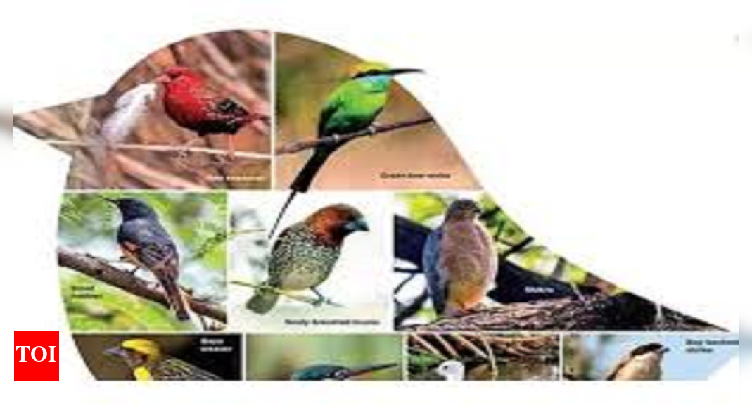 Jamui: Jamui records highest 117 bird species | Patna News - Times of India