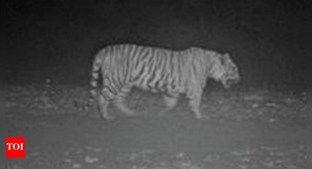Covering 120 km, tiger from Rajaji National Park in Uttarakhand reaches ...