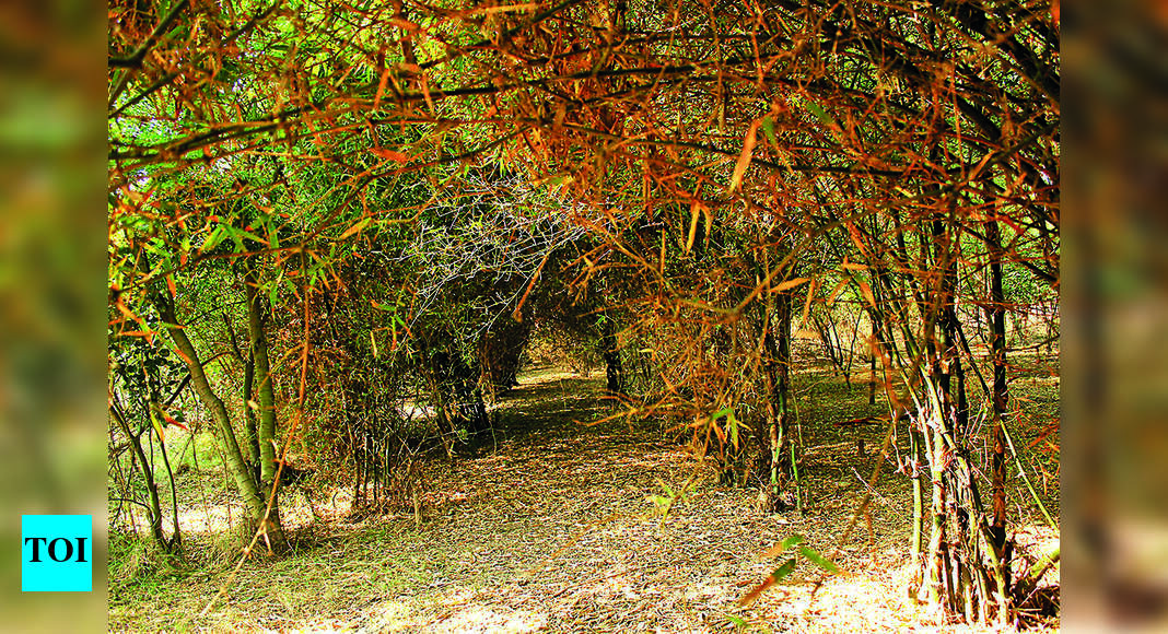 Ghaziabad: Left With A Sole Mango Tree: Village Makesa Register ...