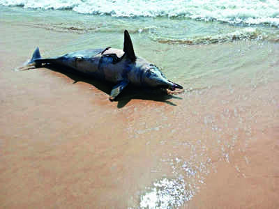 Mangaluru: Carcass Of Humpback Dolphin Washes Ashore At Tannirbhavi ...