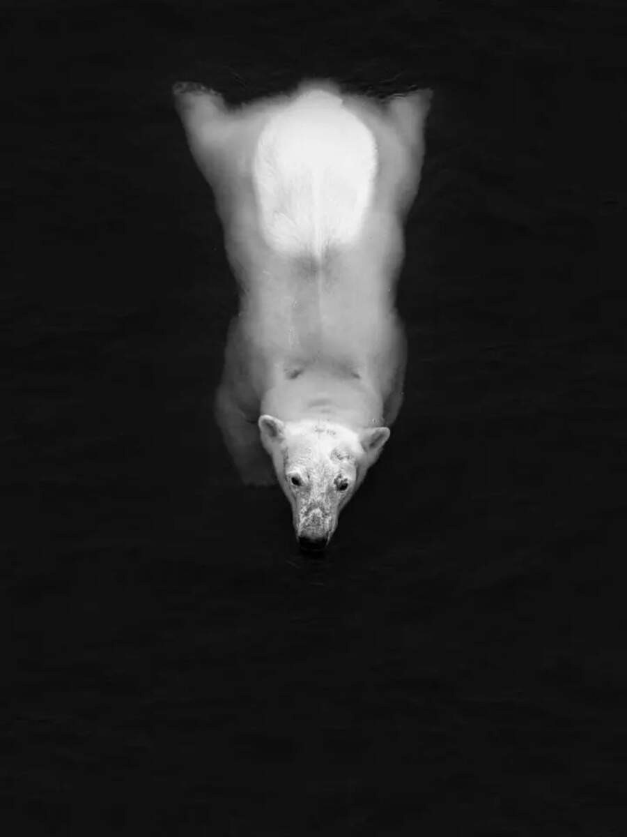 International Polar Bear Day: Climate meltdown rings Arctic extinction ...