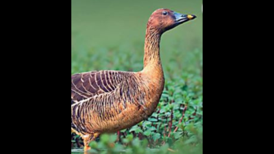 With 493 species, West Bengal tops India list in global birding event ...