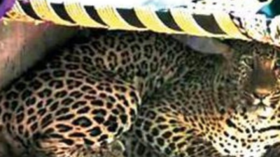 Wildlife experts to research why leopards prowling in cities | Bareilly ...