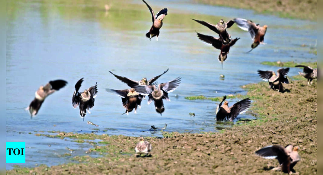 Jaisalmer: 322 Bird Species Found In Raj At 4-day Global Event | Jaipur ...