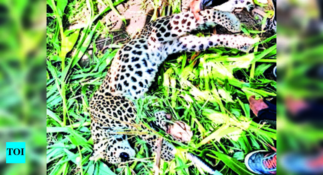 Karjan: Leopard Found Dead In Karjan | Vadodara News - Times of India
