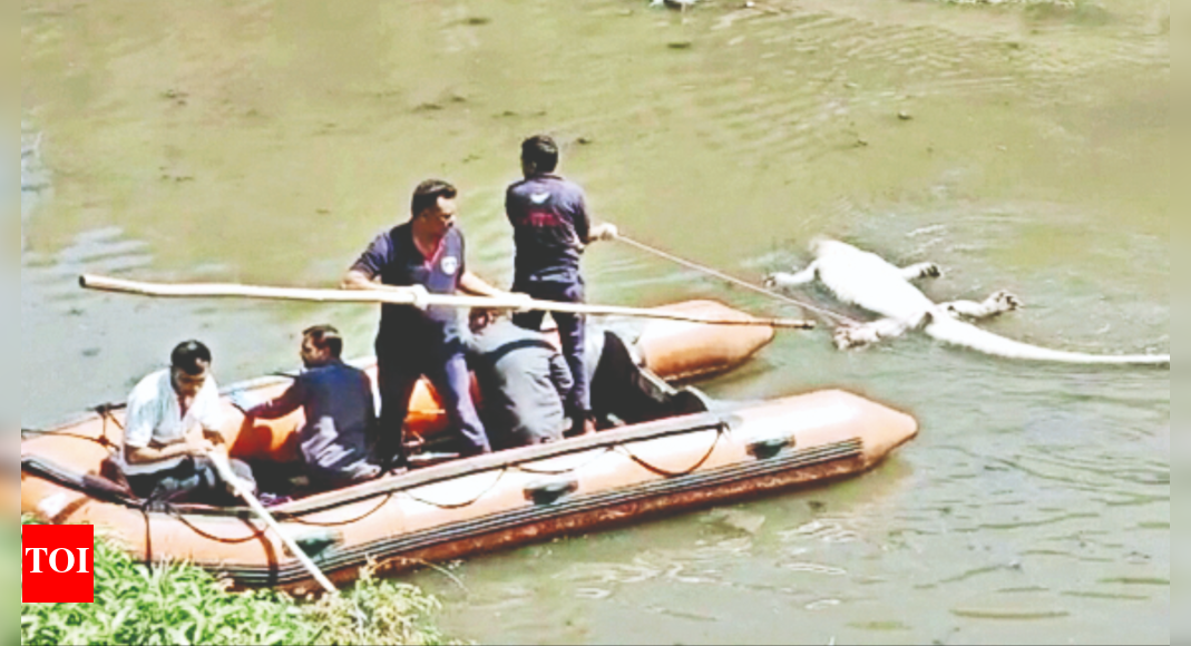 Vishwamitri River: 11-foot-long Crocodile Found Dead In City | Vadodara ...