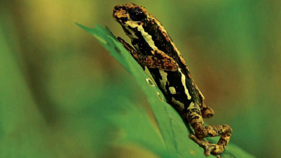 Tree toad from biodiversity hotspot Mollem on national list in Goa ...