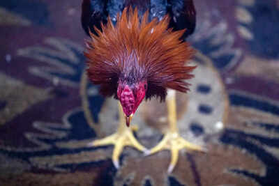 Cockfighting still a popular blood sport in southern Iraq - Times of India