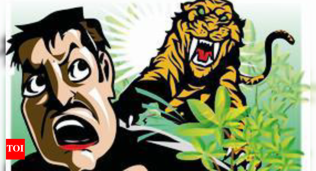 35-year-old man killed in tiger attack | Nagpur News - Times of India