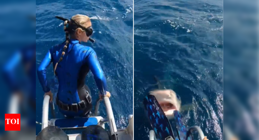 Diver Almost Jumps Into Sharks Mouth at Jim Roebuck blog