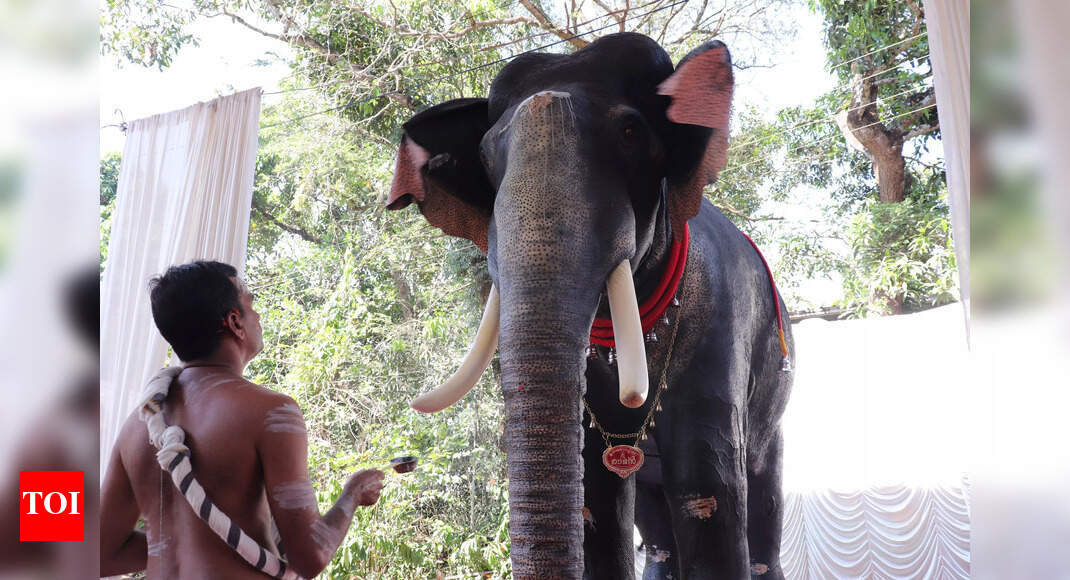 Relief for elephants with temple’s robotic tusker - Times of India