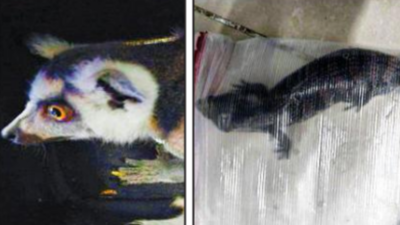 Raccoon, tegu lizards seized at Chennai International Airport; 1 ...