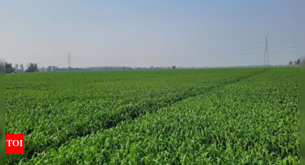 Paddy: Will govt's efforts to boost paddy purchase pay off? | Lucknow ...