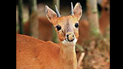 Similipal: Chowsingha spotted only in camera traps in tiger reserves in ...