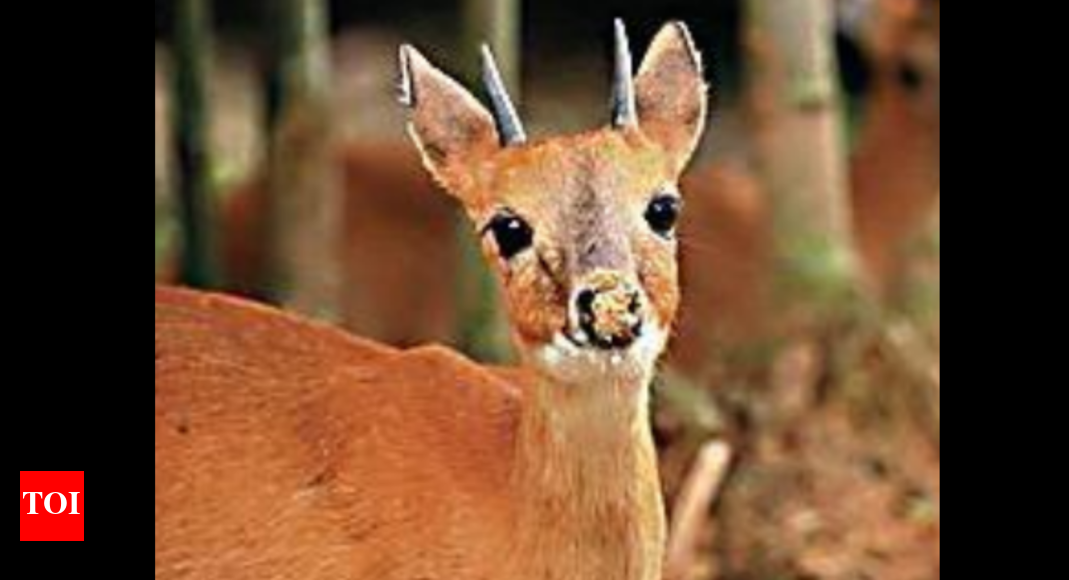 Similipal: Chowsingha spotted only in camera traps in tiger reserves in ...