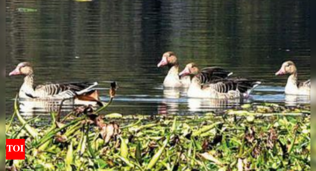 Surajpur: Want To Know About Birds At Surajpur Wetland? Centre To Open ...