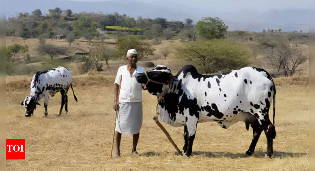 How science saved a cow breed known for sweet milk | India News - Times ...