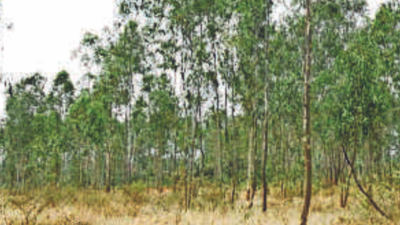 Subabul plantation cost Karnataka Forest Development Corporation Rs 9.2 ...