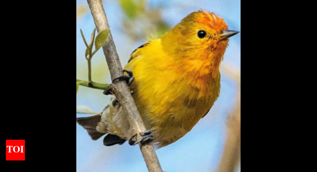 Passing through: Rare bird species spotted in Delhi | Delhi News ...